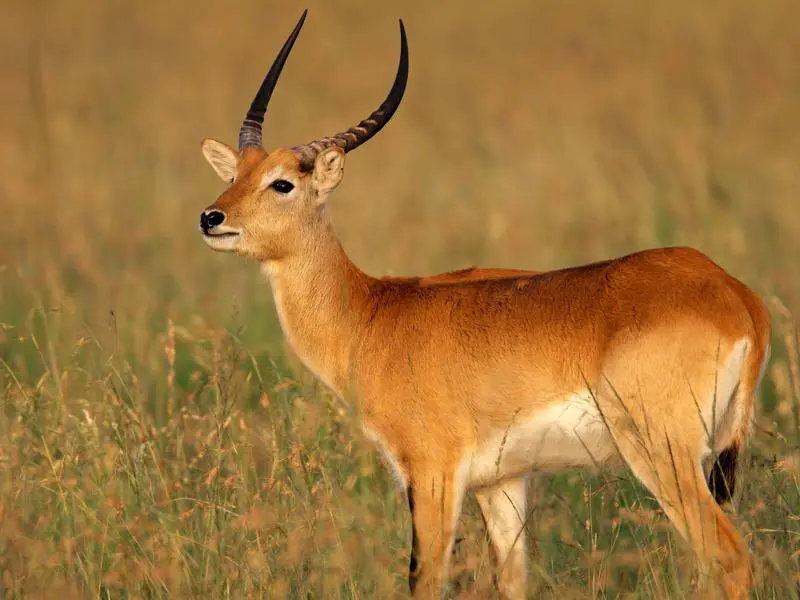 Moremi Game Reserve - Drive Botswana