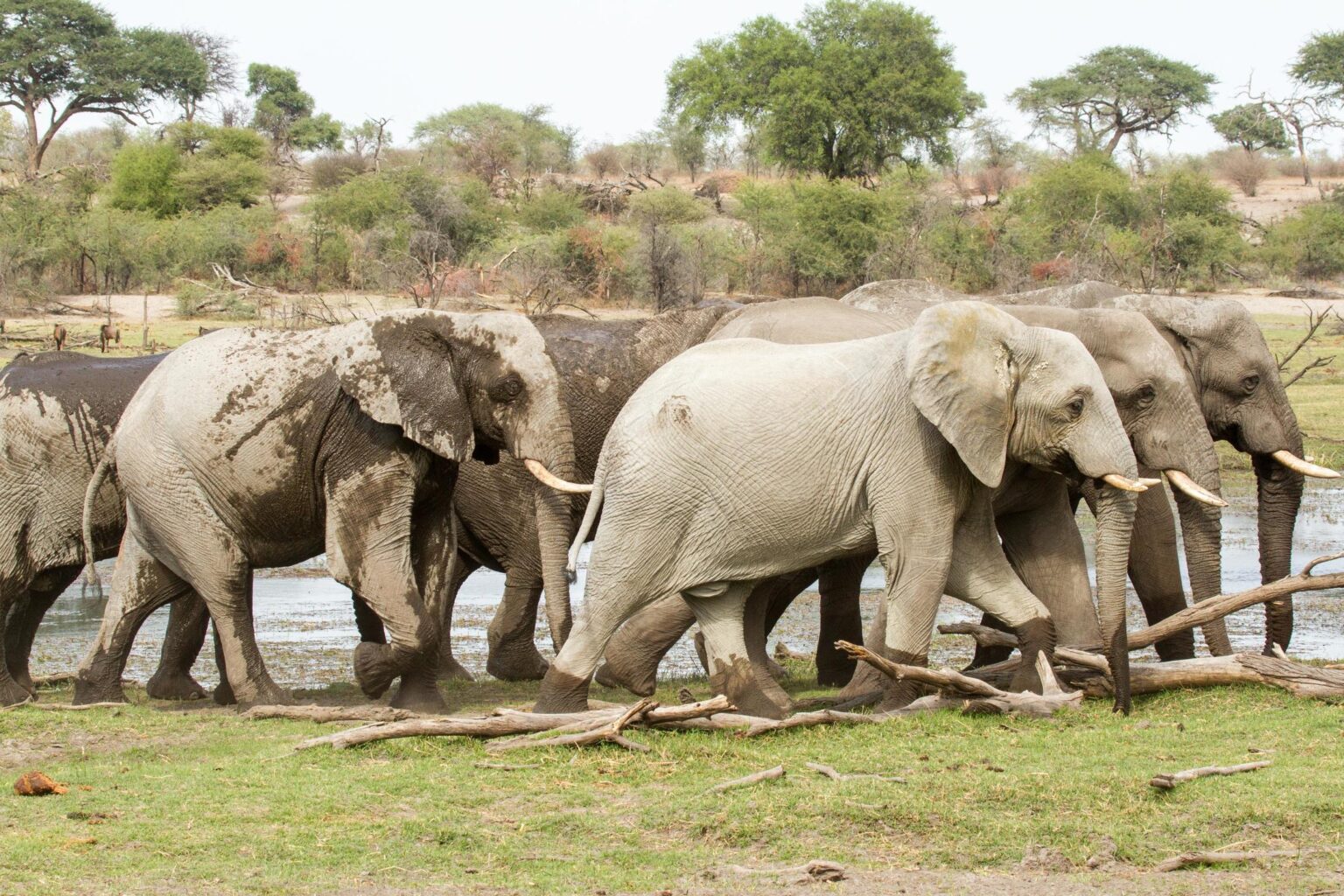 Boteti – Makgadikgadi Pans NP – Drive Botswana