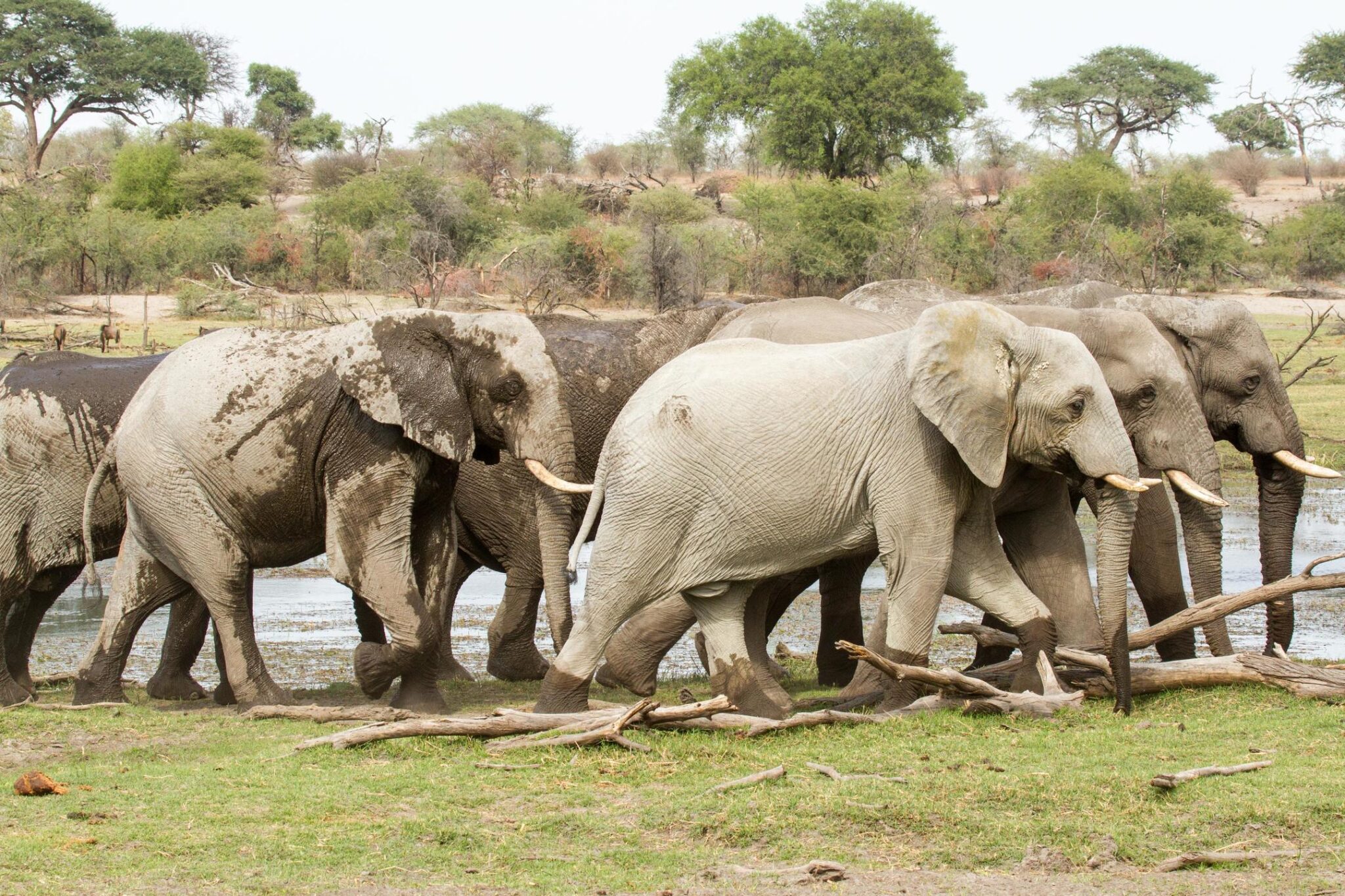 Boteti – Makgadikgadi Pans NP – Drive Botswana