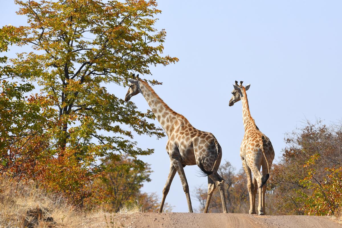 Robins Camp – Drive Botswana