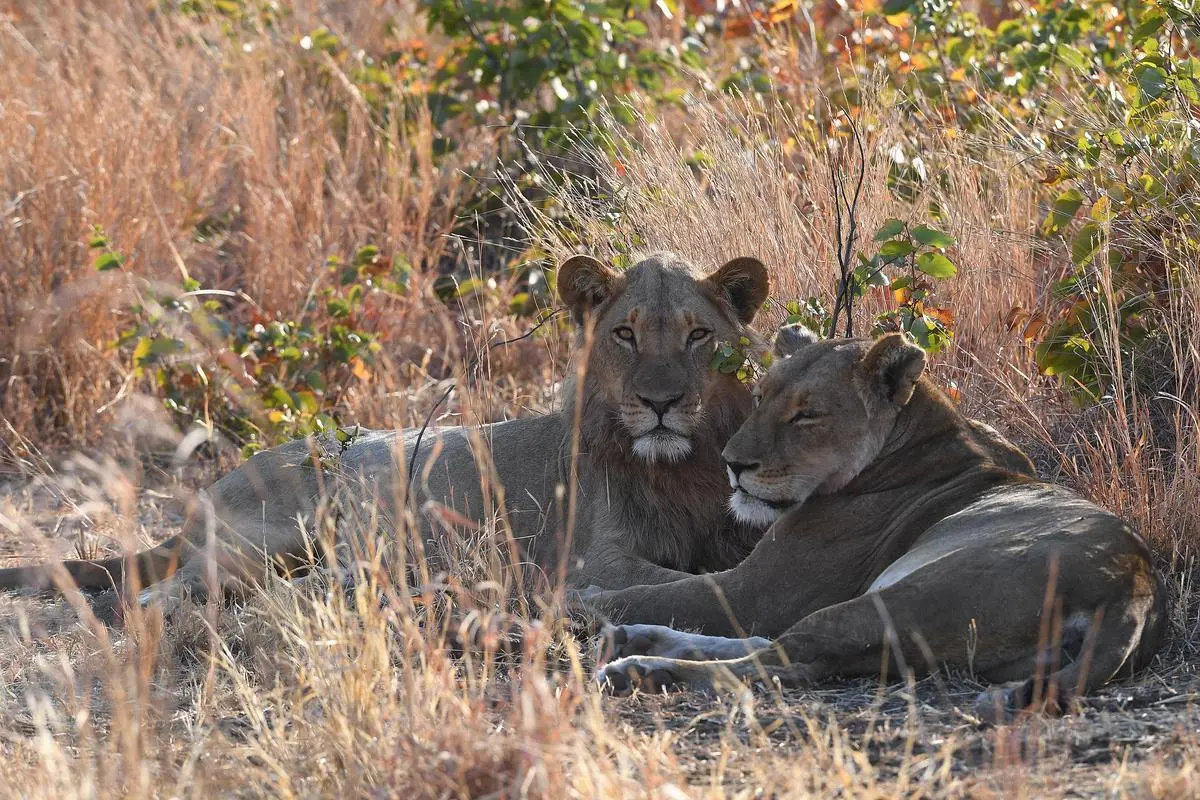 Robins Camp – Drive Botswana
